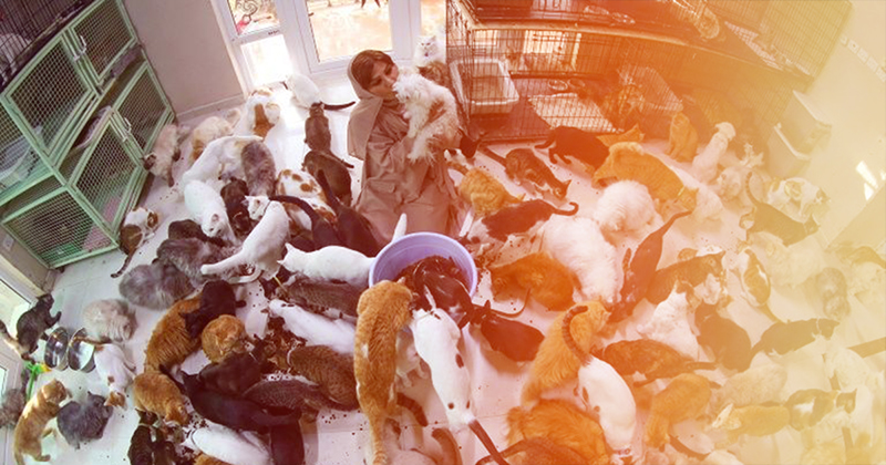 This Omani woman has nearly 500 cats and dogs